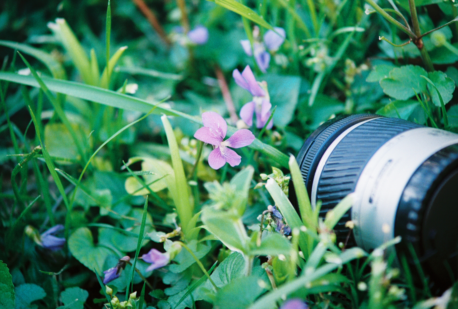 Violets and Creeping Jenny—They are a Blessing and a Curse – Earth, Sun ...