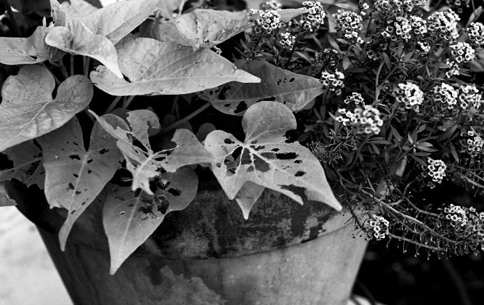 VMLP 9: Minolta Maxxum 8000i — “i” Is for Intelligence! – Earth, Sun, Film